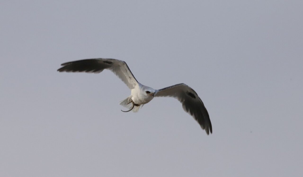 Especies de aves migratorias en los Altos de Jalisco, Jalisco | JIAN
